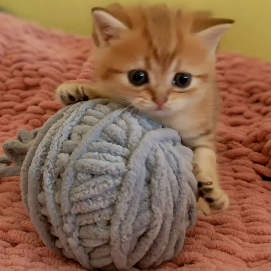 Британский короткошёрстный котёнок