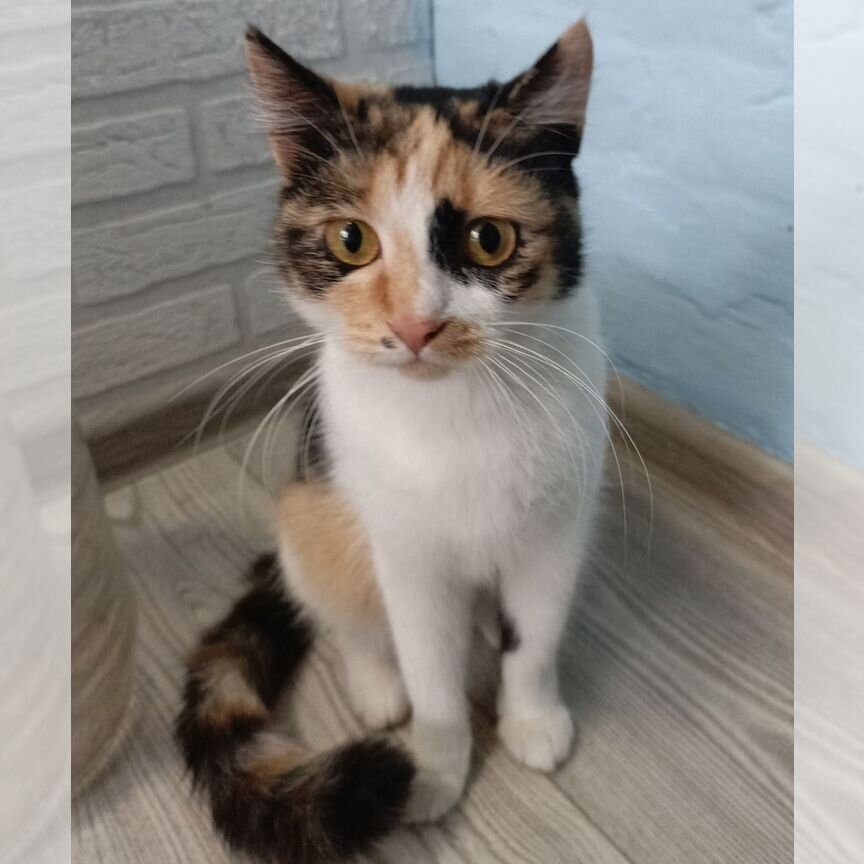 Взрослая кошка в добрые руки