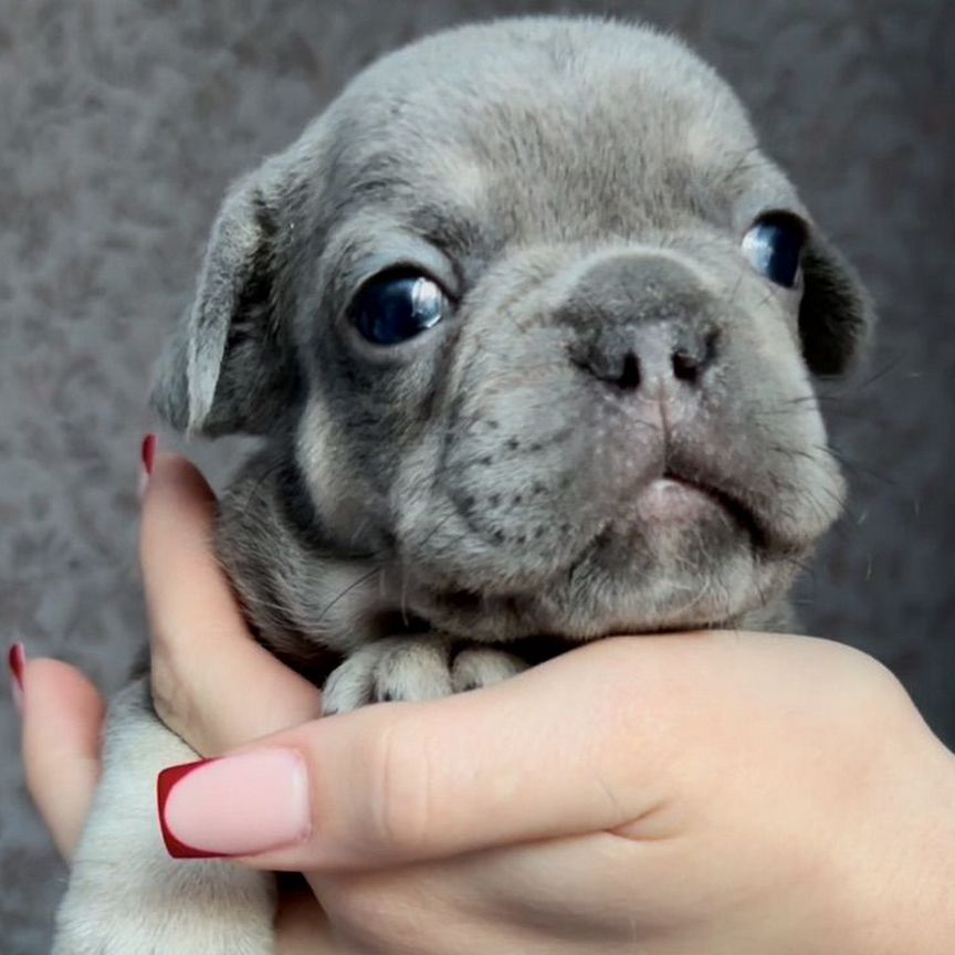 Мальчик бульдог