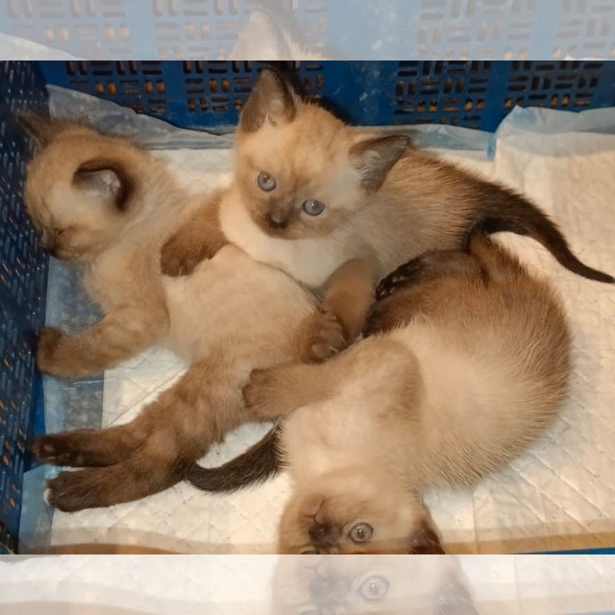 Сиамские котята, 2 мальчика и девочка, 1 месяц