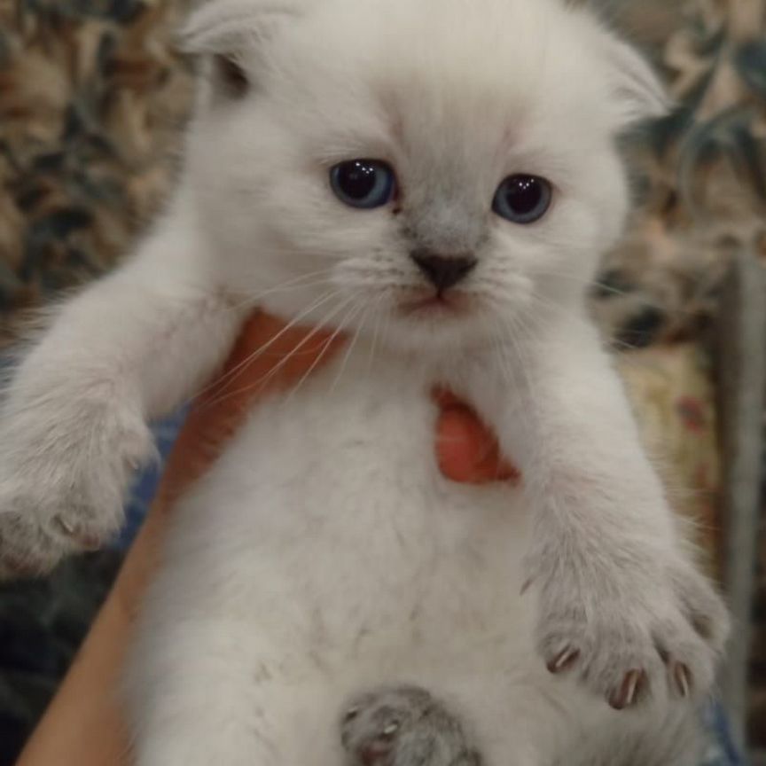 Шотландские котята