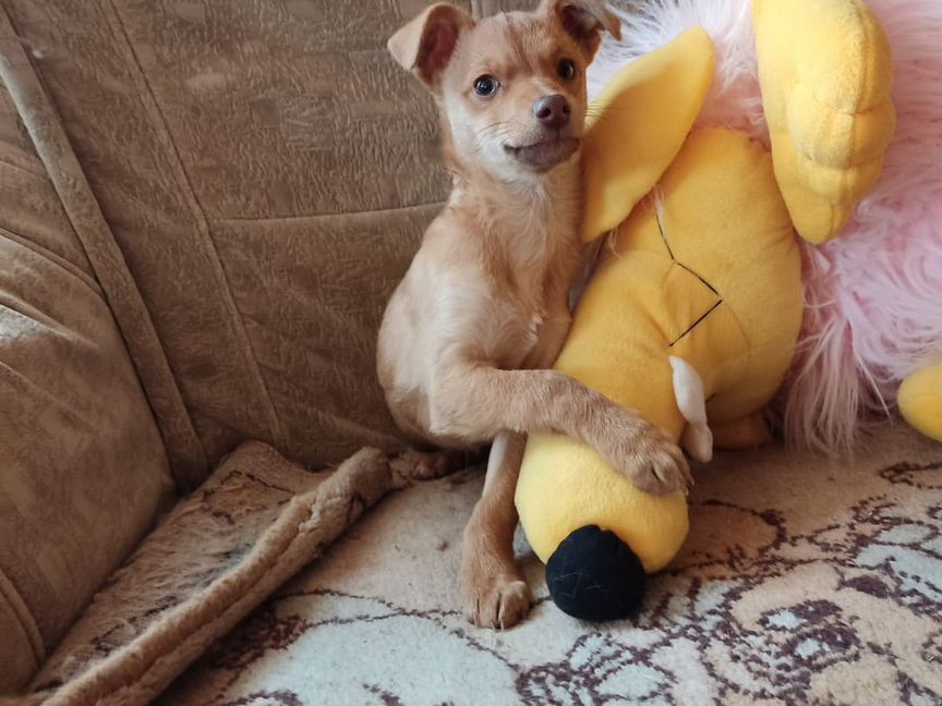 Маленькая собака щенок из приюта