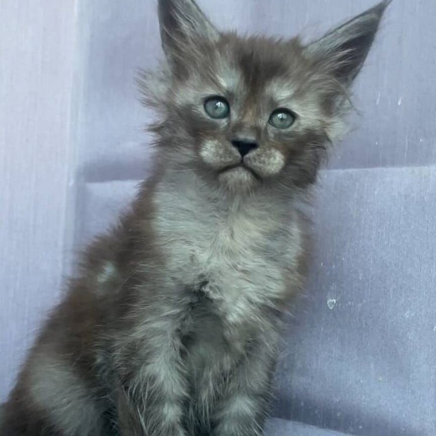 Мейн-кун котёнок