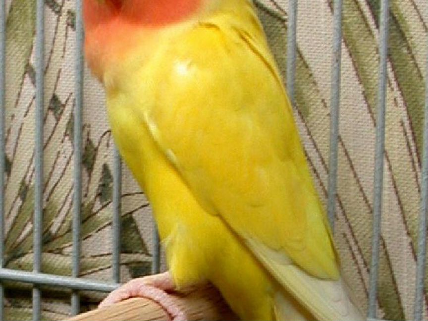 Попугай неразлучник