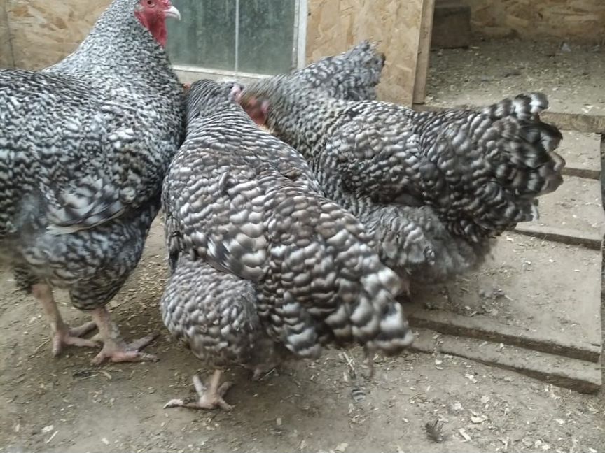 Продаётся семья михеленской кукушки