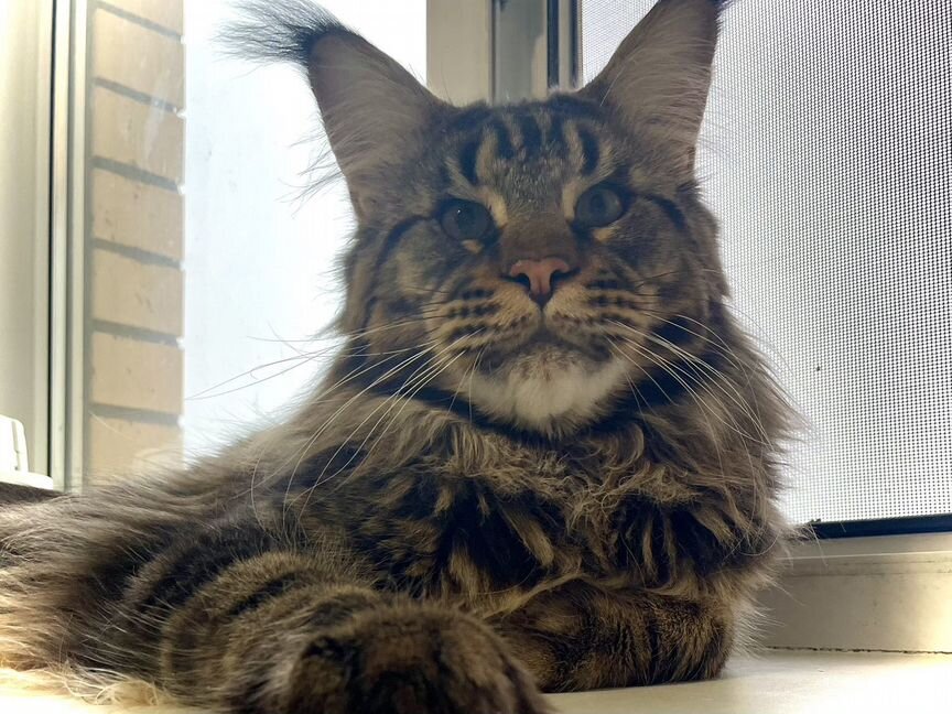 Детки от чемпионов