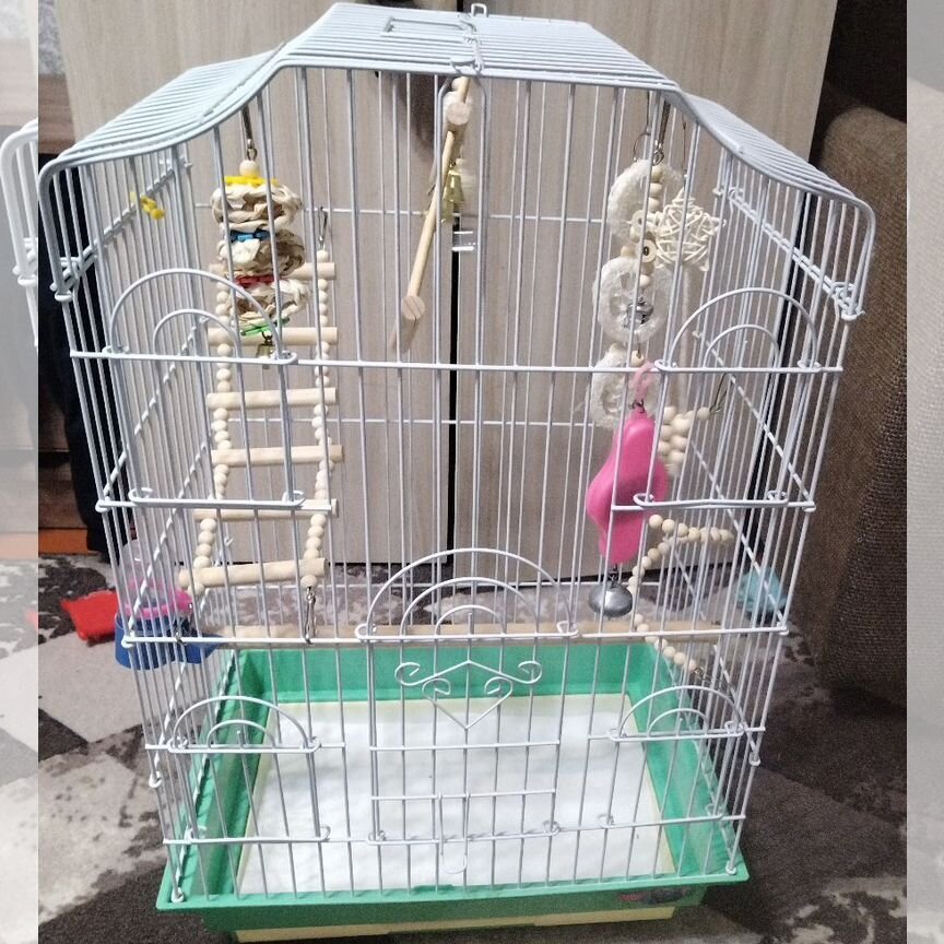 Попугай корелла