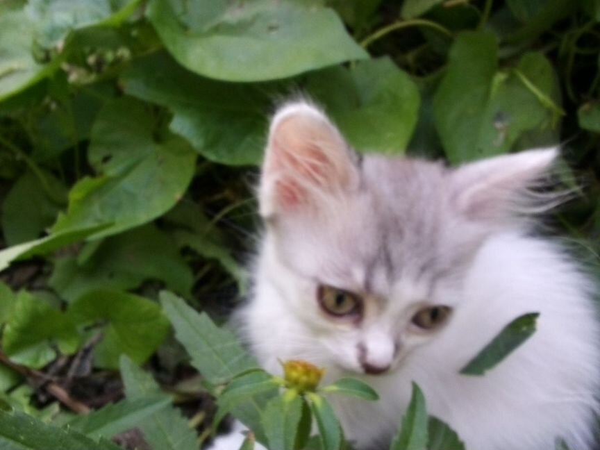 Котята и кошки