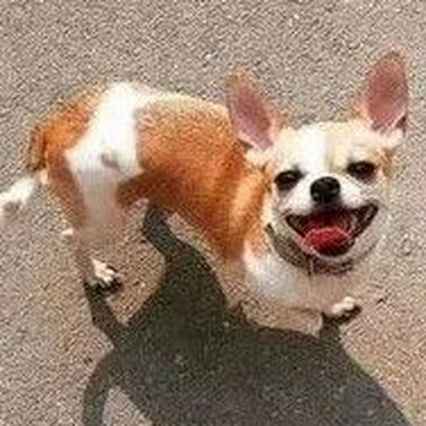 Чихуахуа, взрослая собака