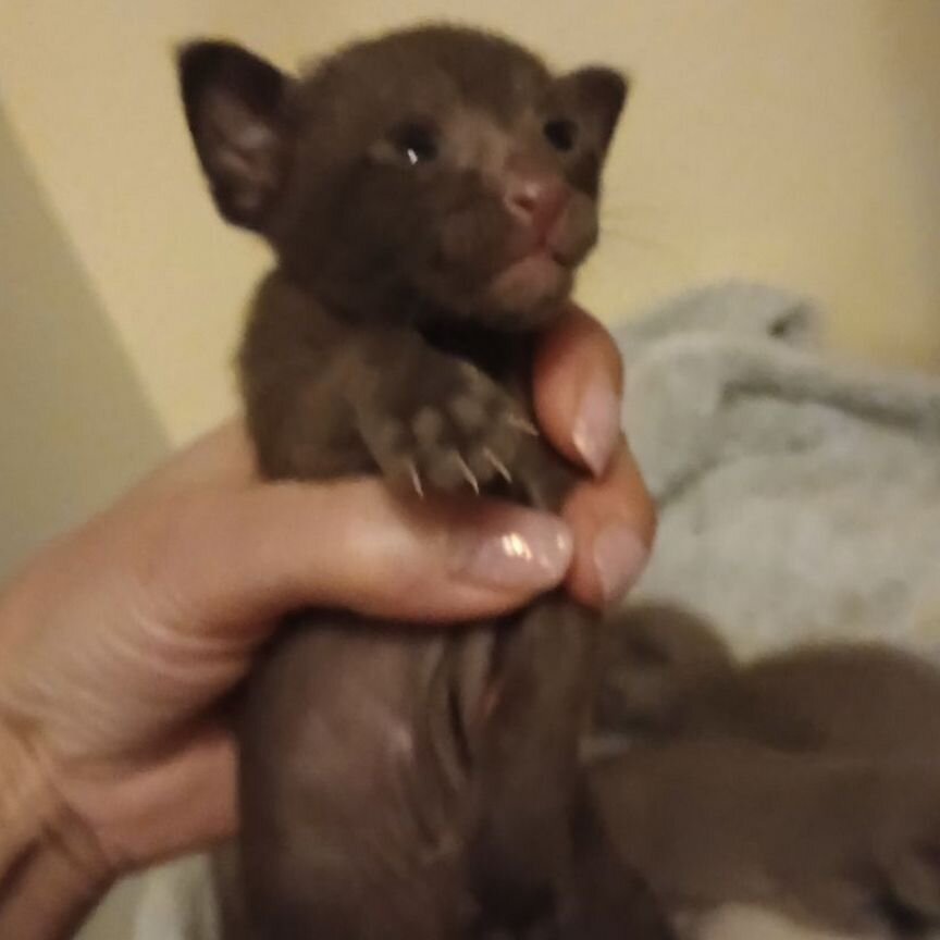 Ориентальный котёнок