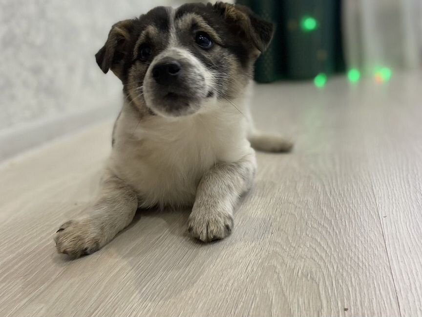 Щенок мальчик