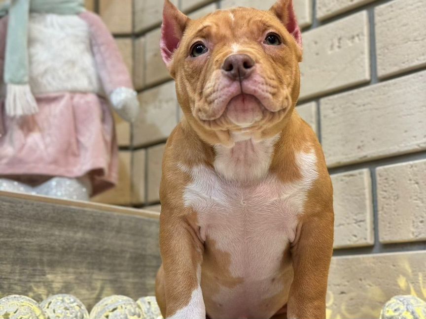 Щенки Американского булли,тип покет