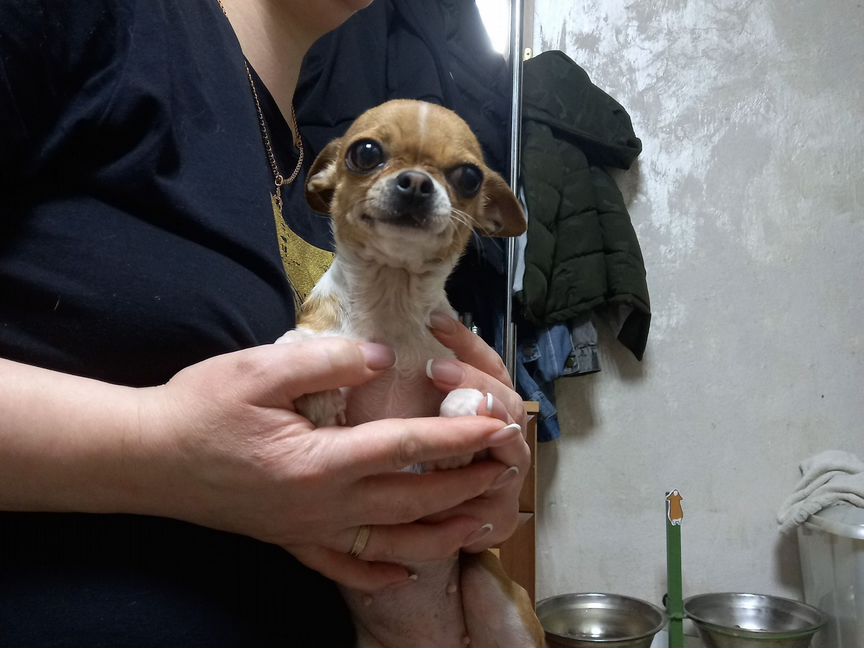 Чихуахуа