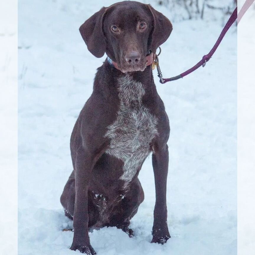 Курцхаар Тэя