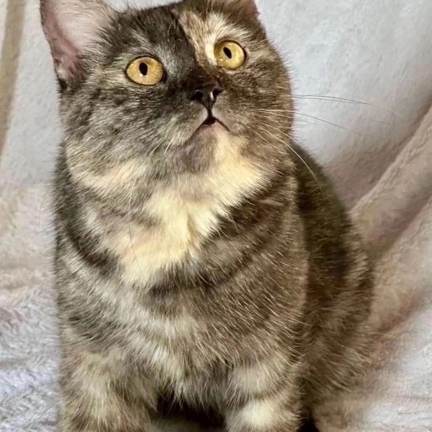 Восхитительная киса