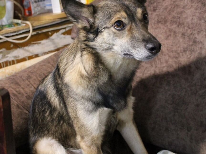 Собака в добрые руки