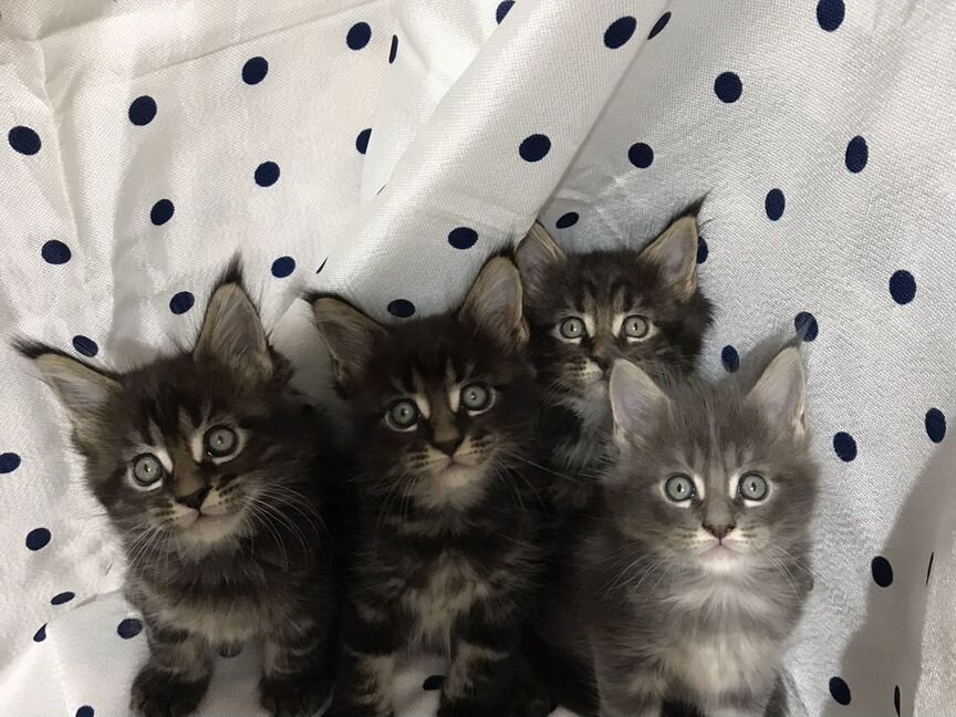 Котята мейн-кун