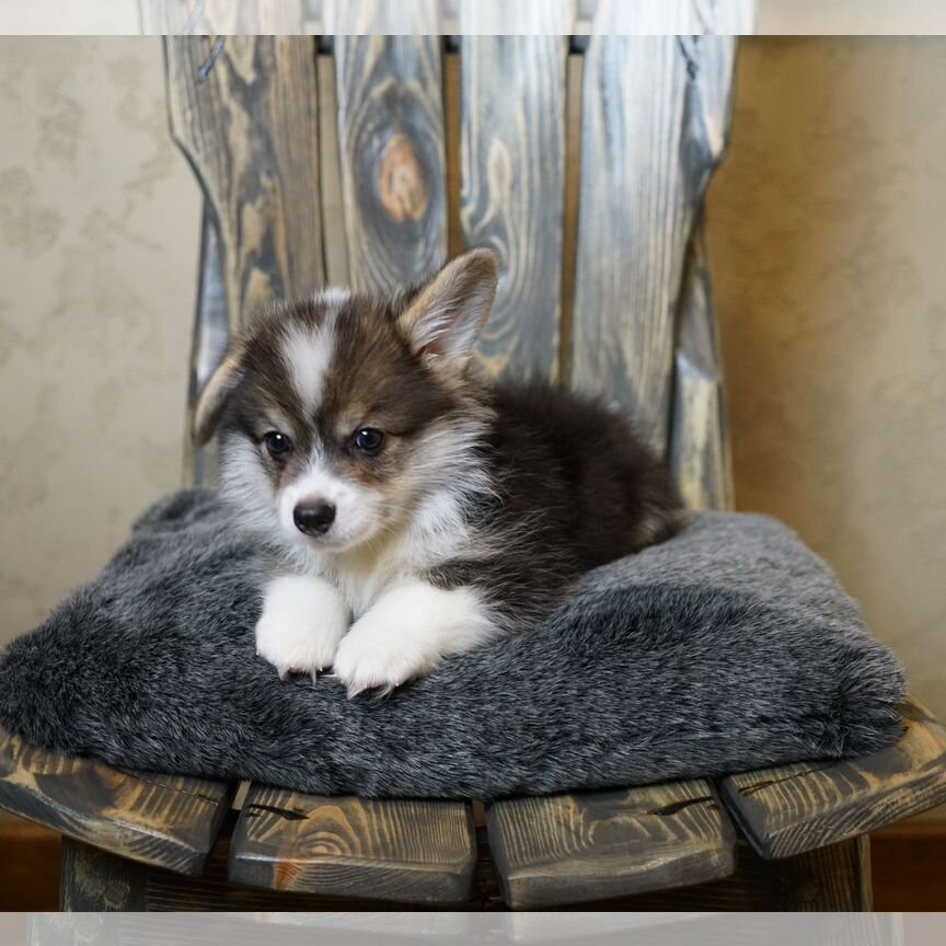 Вельш Корги Пемброк, щенок