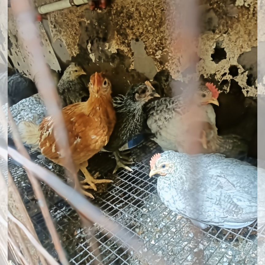 Цыплята кур несушек
