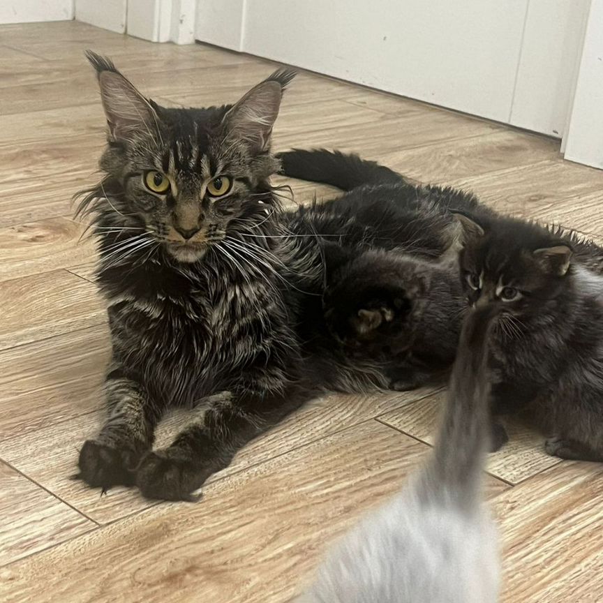 Котята мейн-кун