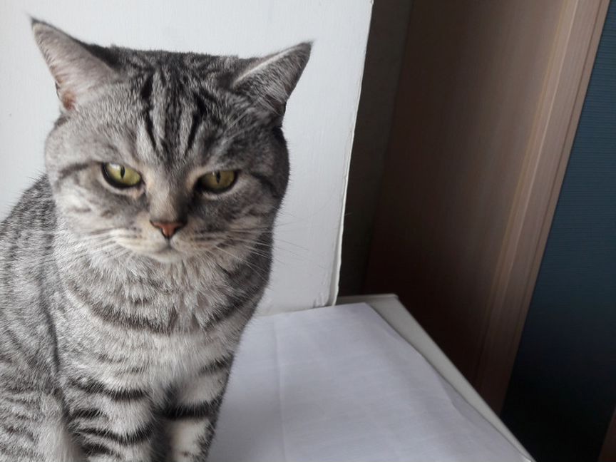 Британский кот для вязки
