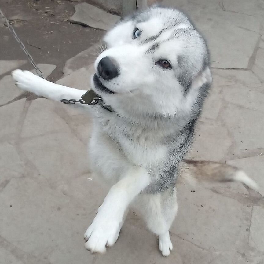 Сибирский хаски