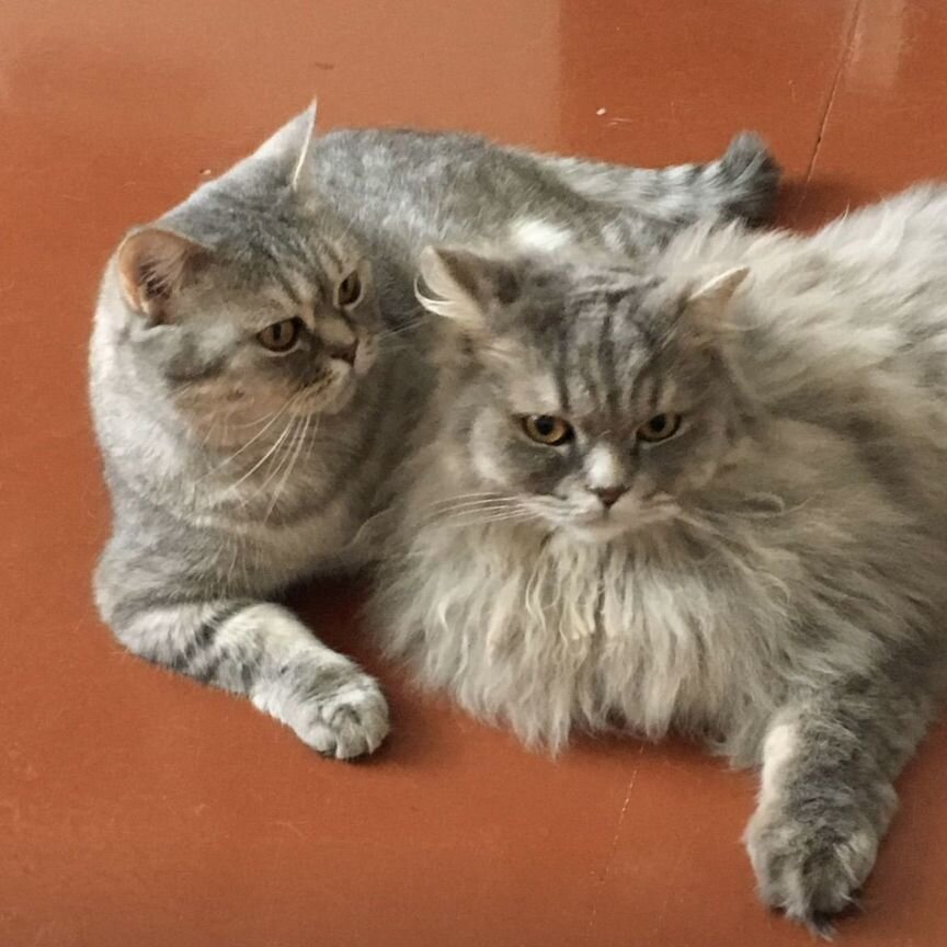 Кошачьи в добрые руки