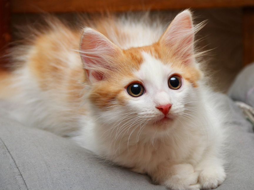 Котенок в добрые руки
