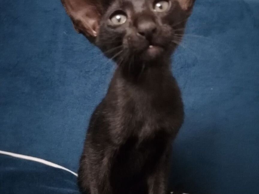 Ориентальные котята