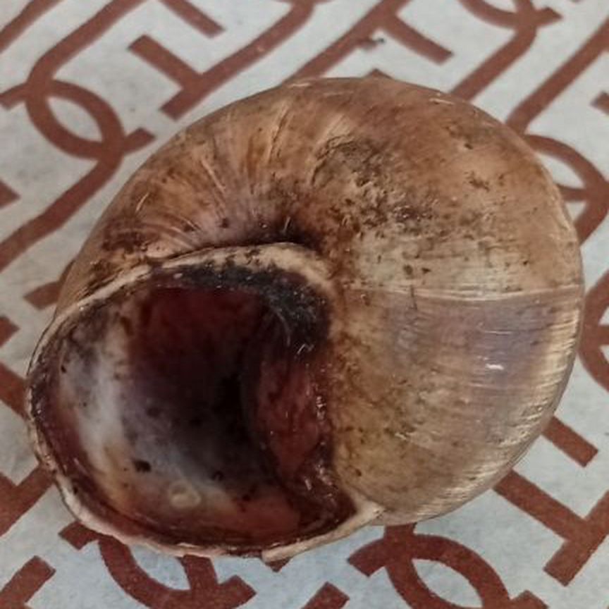 Раковина улитки