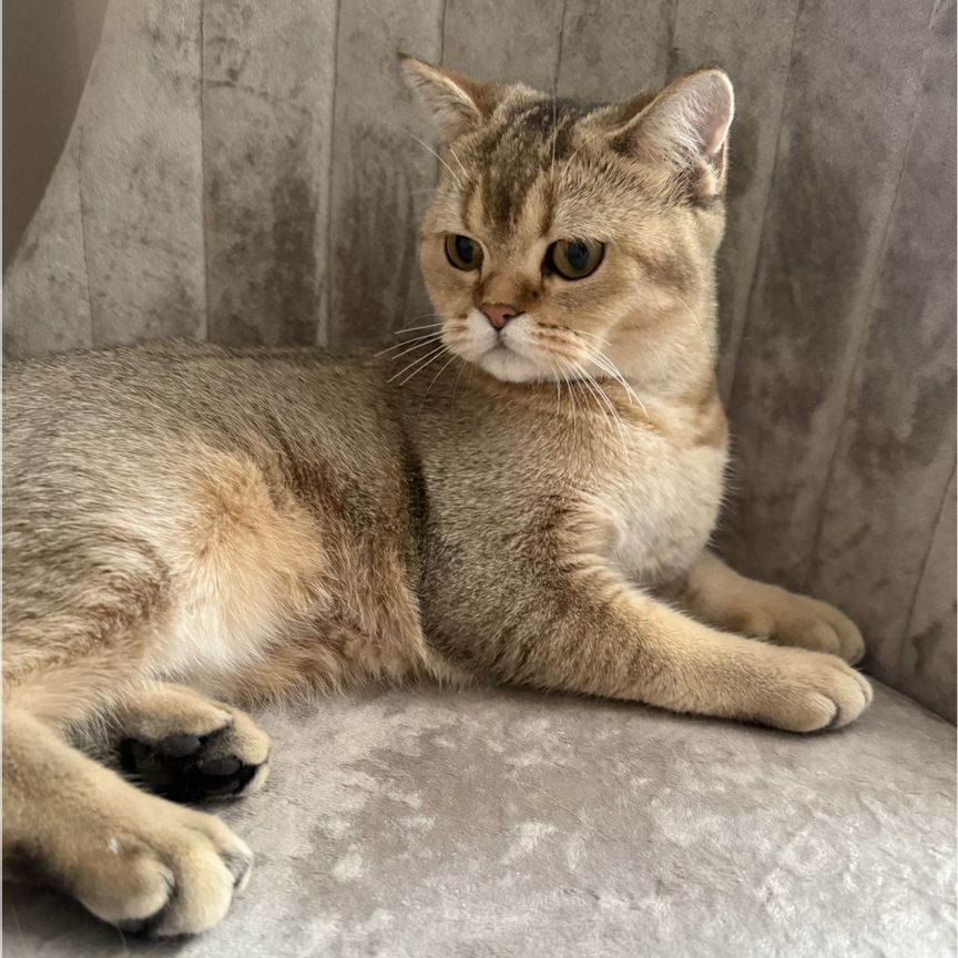 Шотландский вислоухий длинношёрстный котёнок