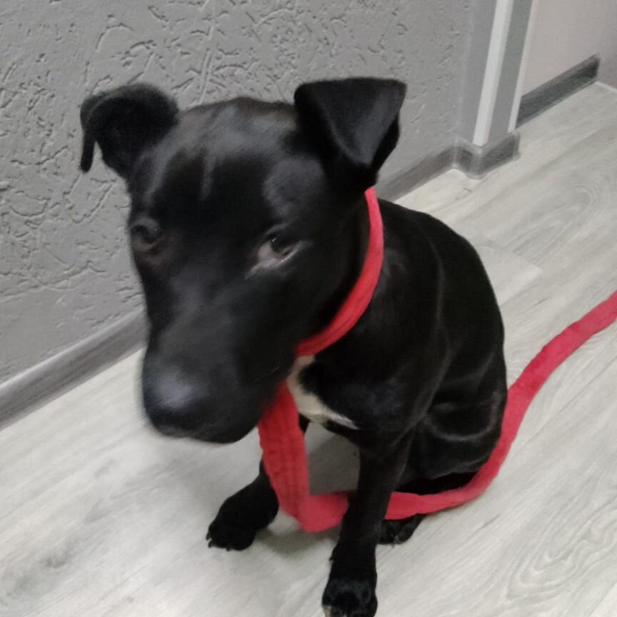 Отдам в добрые руки щенка потеряшку