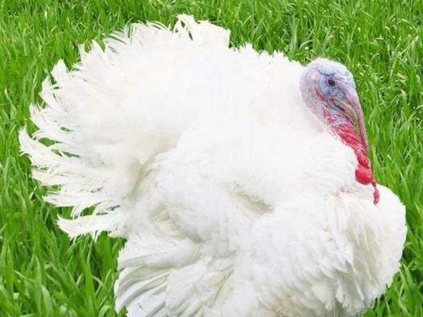 Молодые идюки