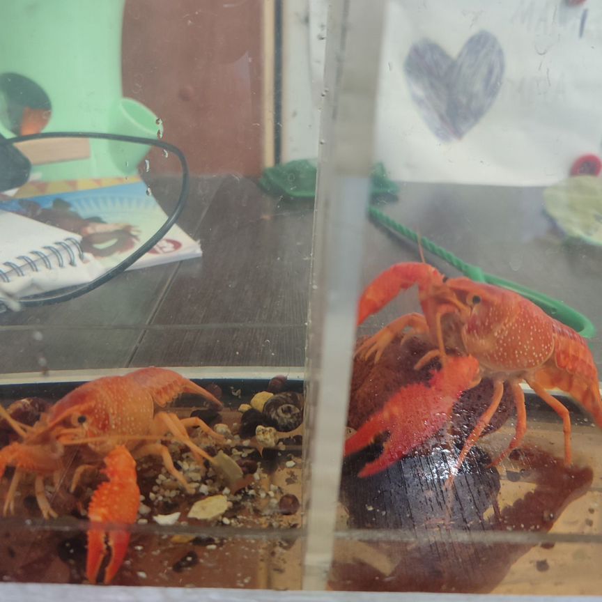 Мексиканский рак