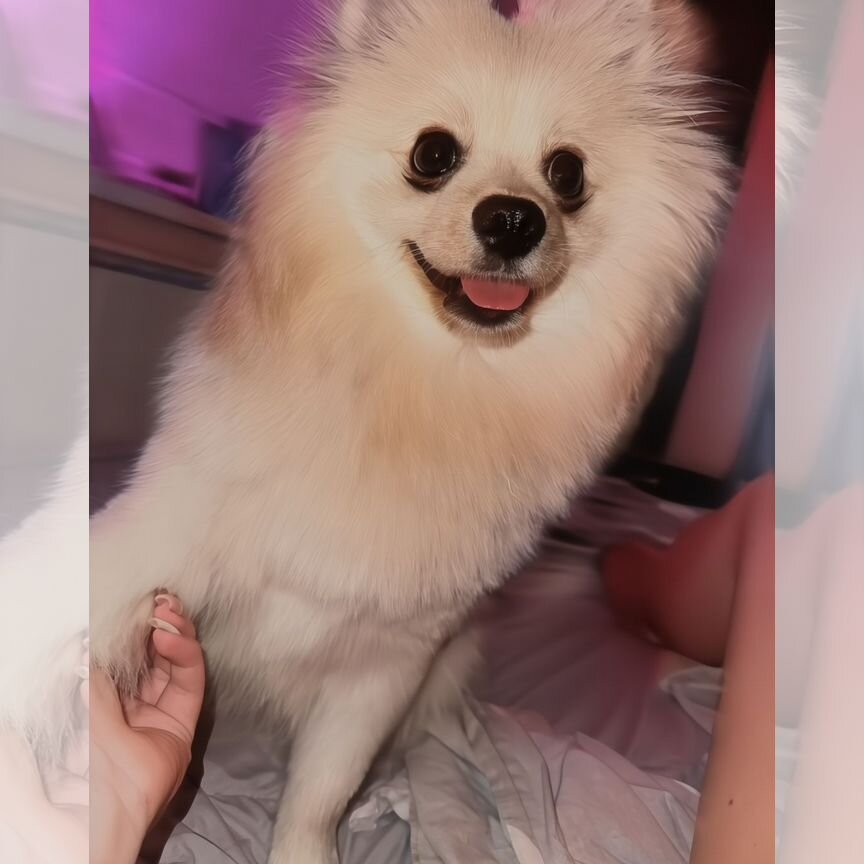 Немецкий шпиц, взрослый пёс