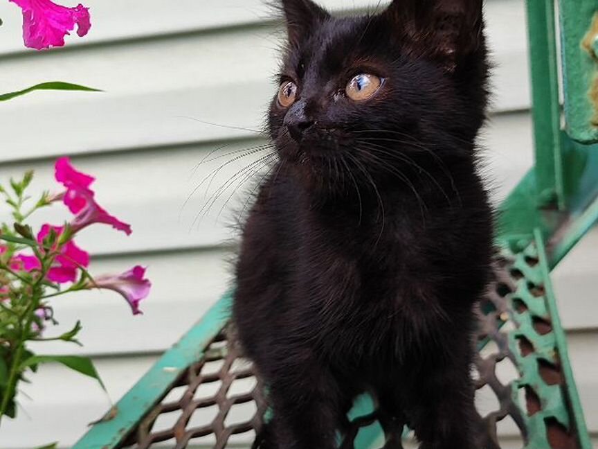 Котенок Симба