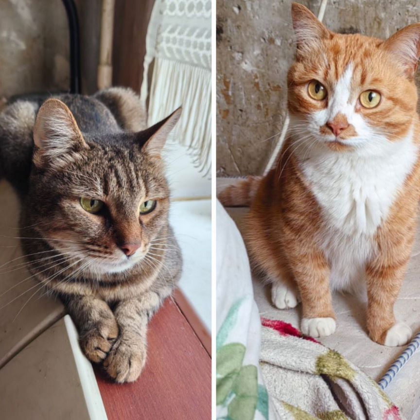 2 красивых умных котика в жуткой квартире