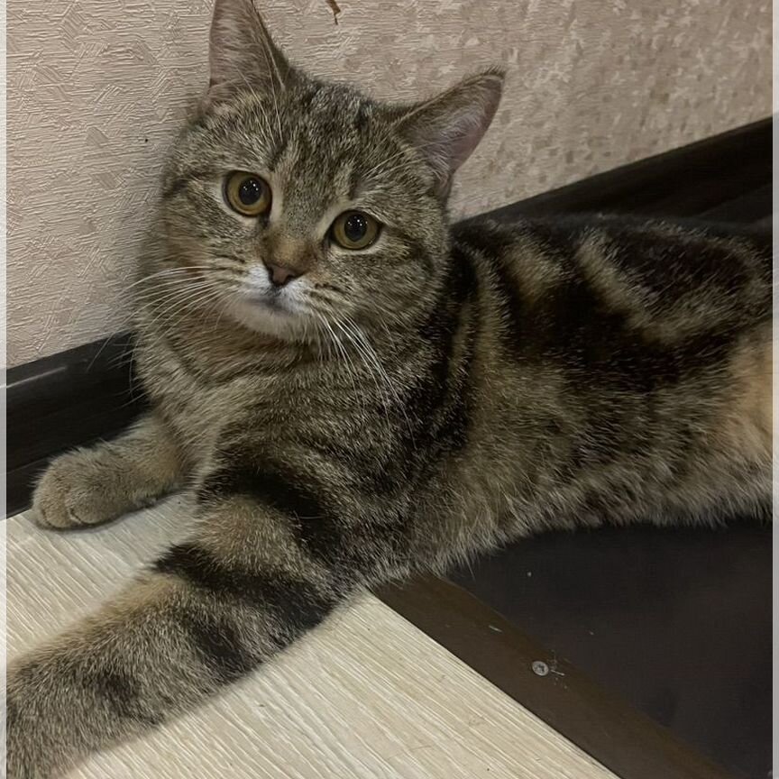 Шотландская кошка