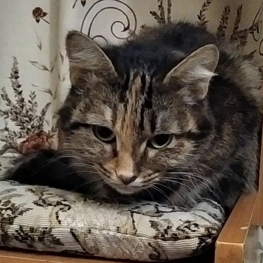 Взрослая, Девочка кошка в добрые руки