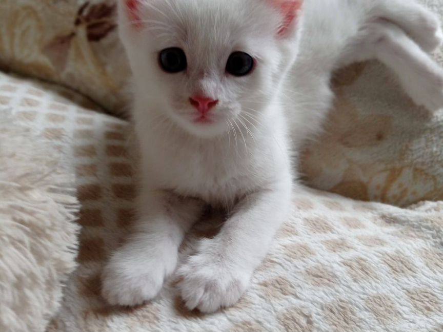 Голубоглазый блондин