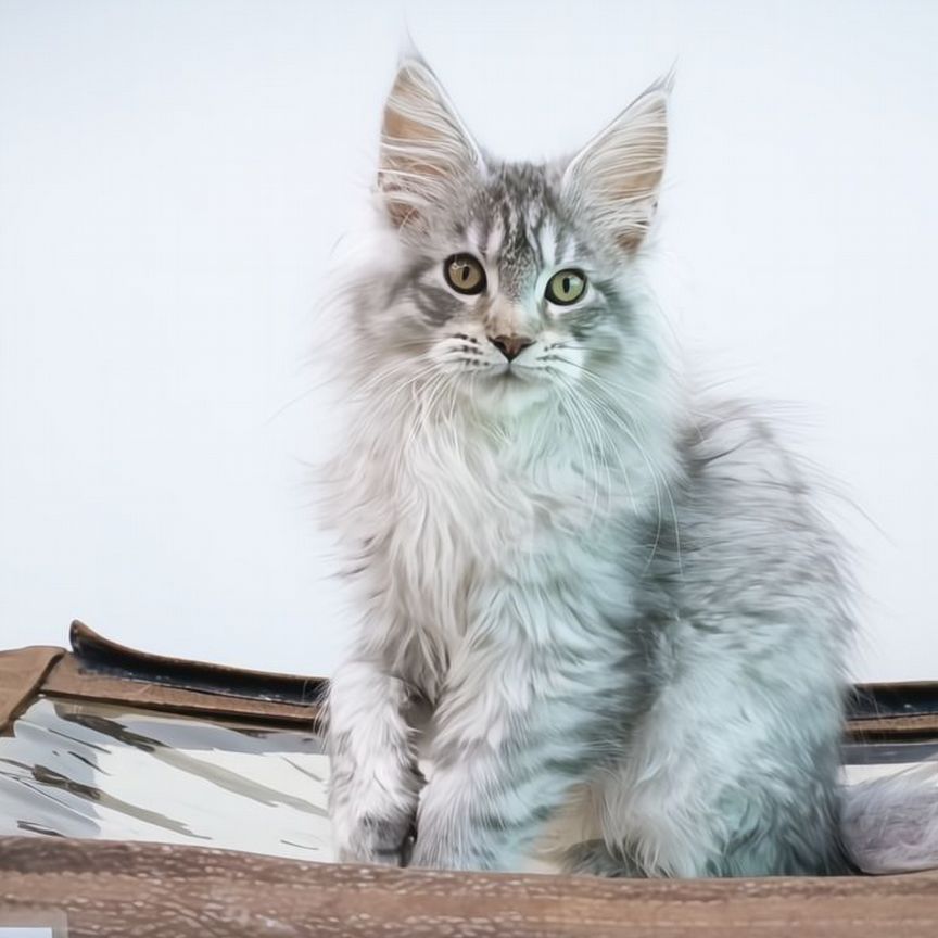 Мейн-кун котёнок