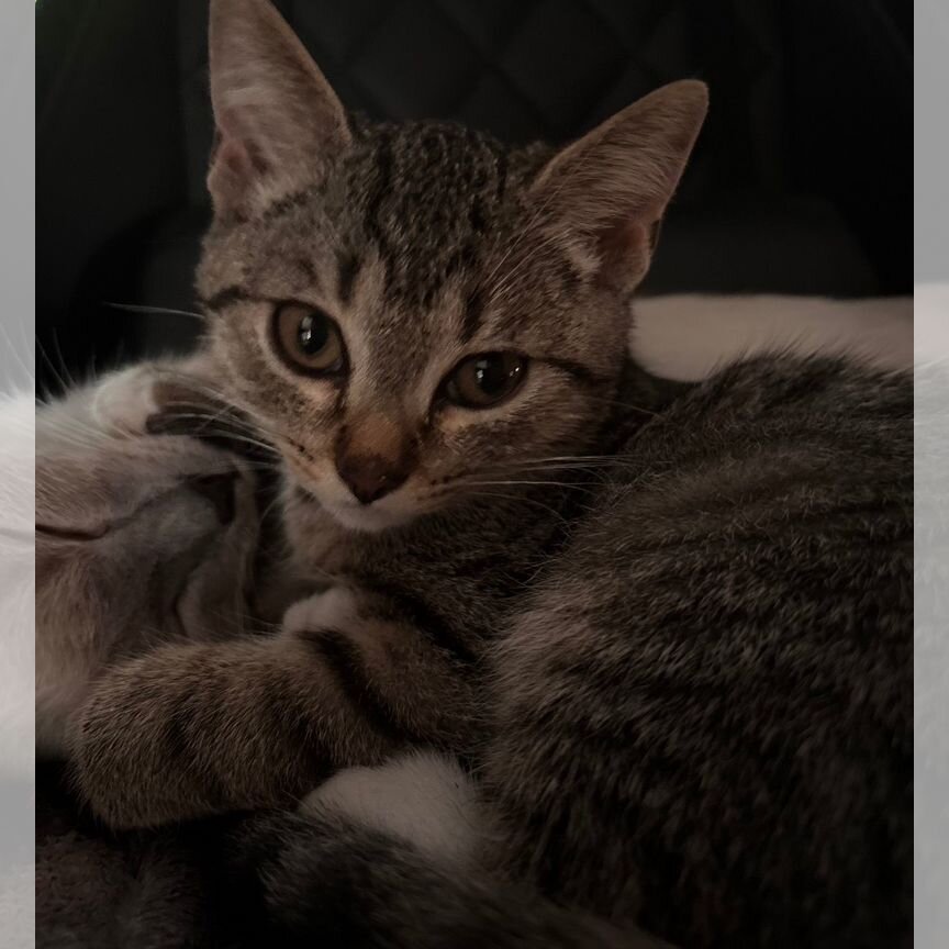 Шотландский прямоухий короткошёрстный котёнок