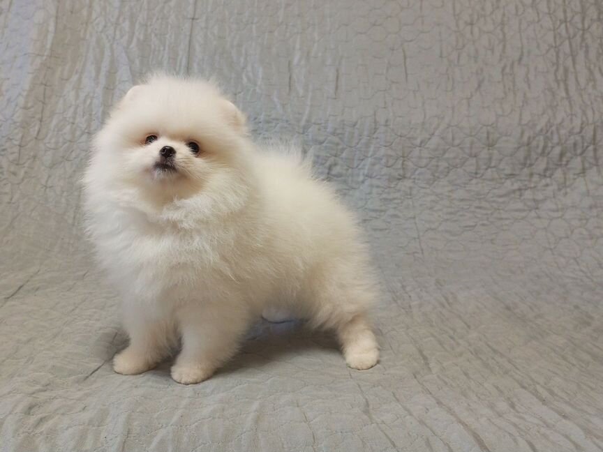 Померанский шпиц мальчишки РКФ белые