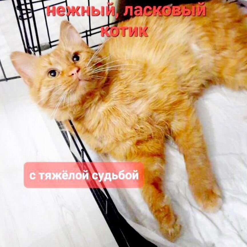 Взрослый кот в добрые руки