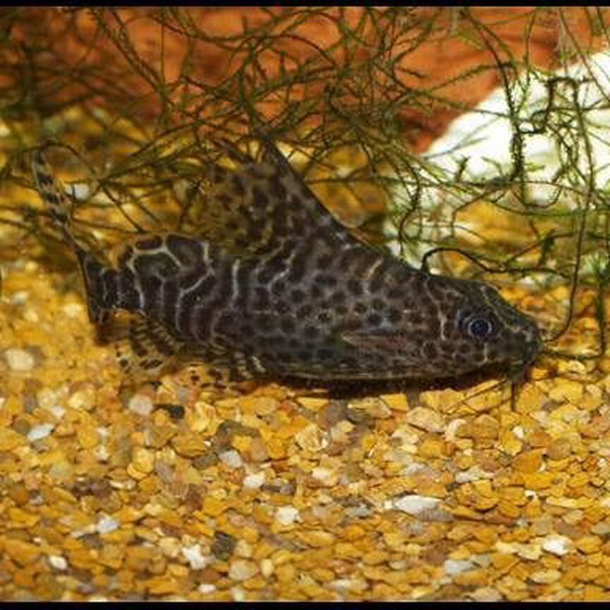 Сом синодонтис