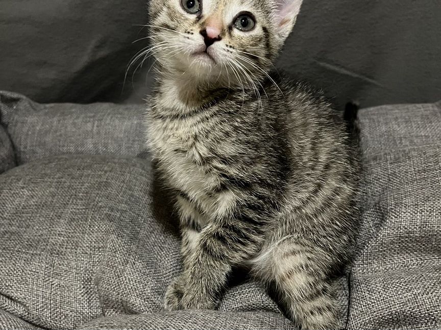 Котенок девочка в добрые руки