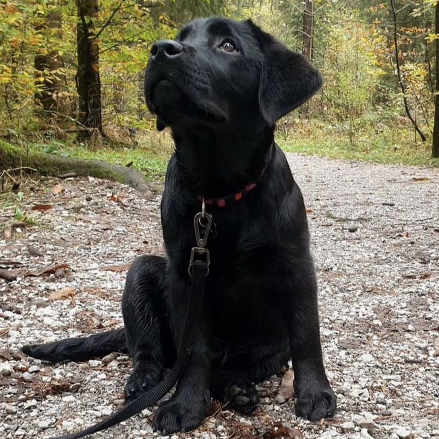 Лабрадор-ретривер, щенок