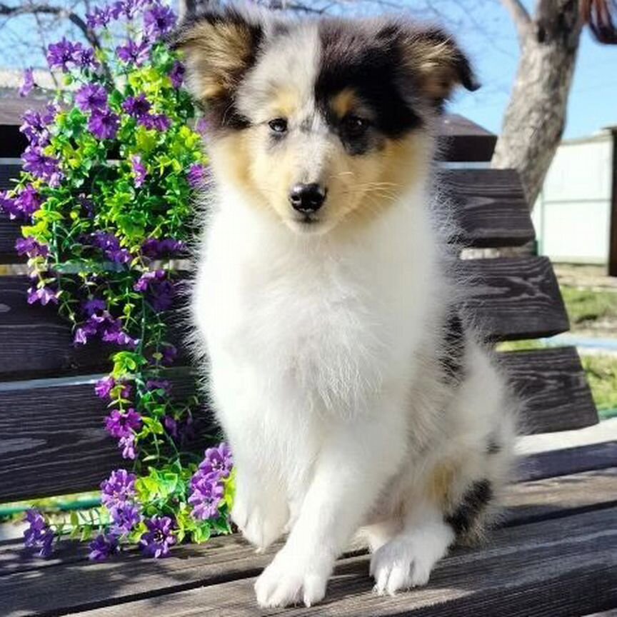 Шелти, щенок