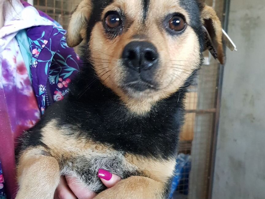 Коротколапик несколько дней на пристрой