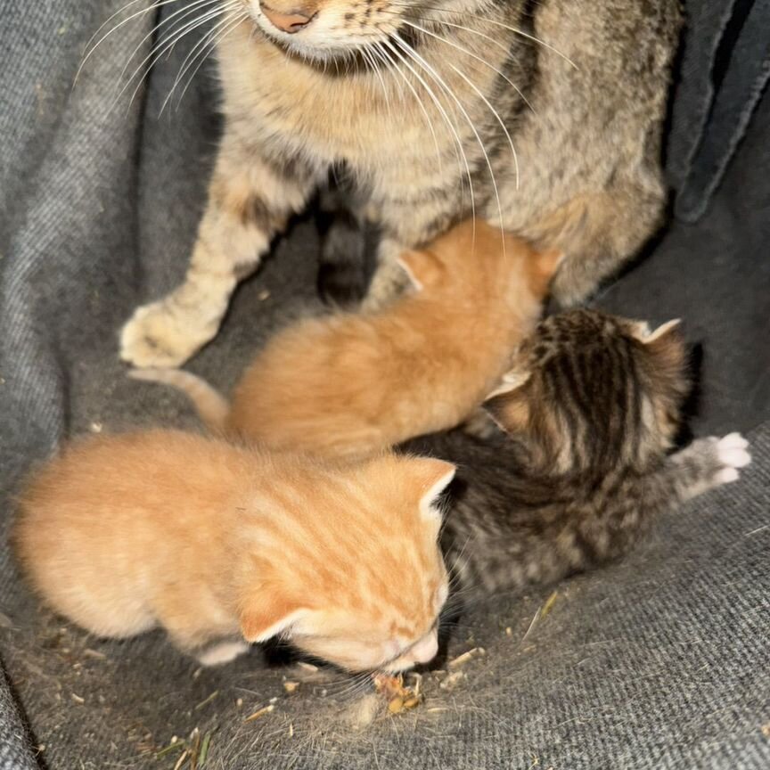 Котята